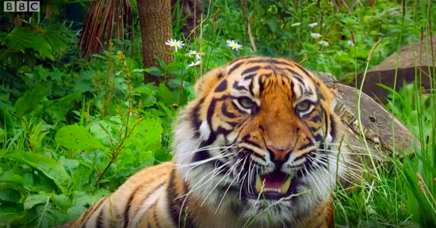 Inside The Zoo returns with Gail Porter narrating Edinburgh and ...