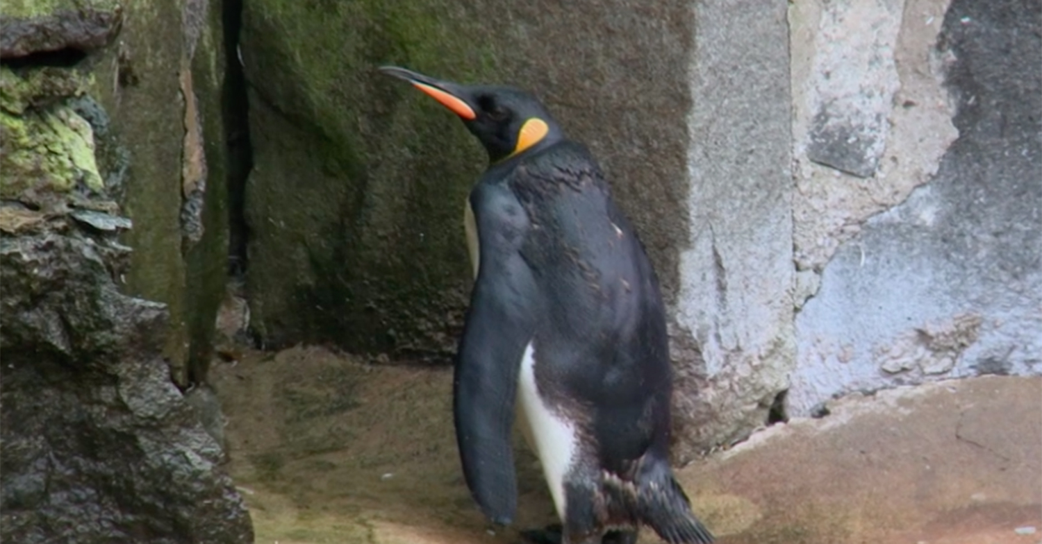 Inside The Zoo returns with Gail Porter narrating Edinburgh and ...