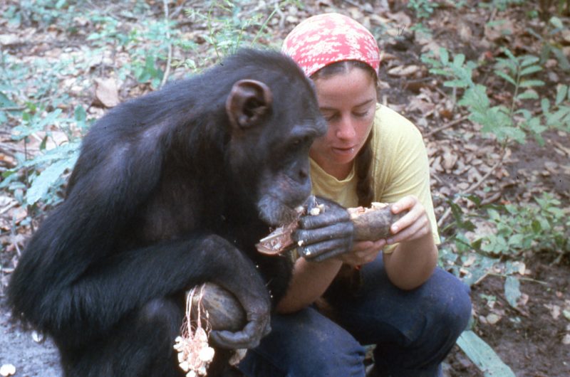Lucy, The Human Chimp: Channel 4 documentary explores famous experiment