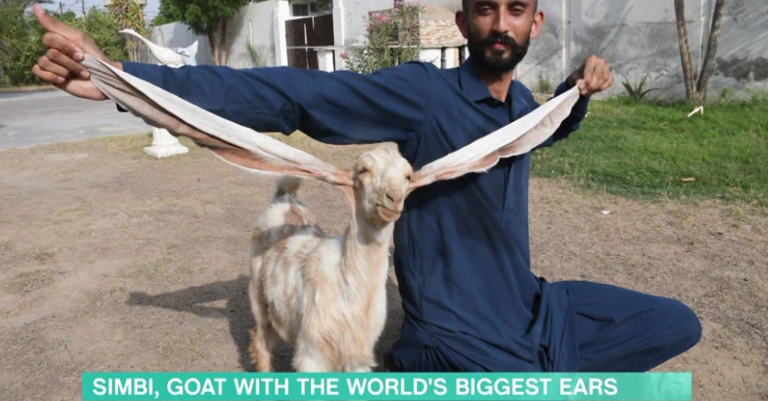 Alison Hammond issues apology to This Morning viewers