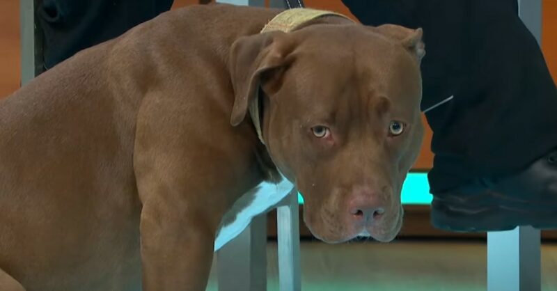 Brits call for ban on 'dangerous' American bully XL dogs