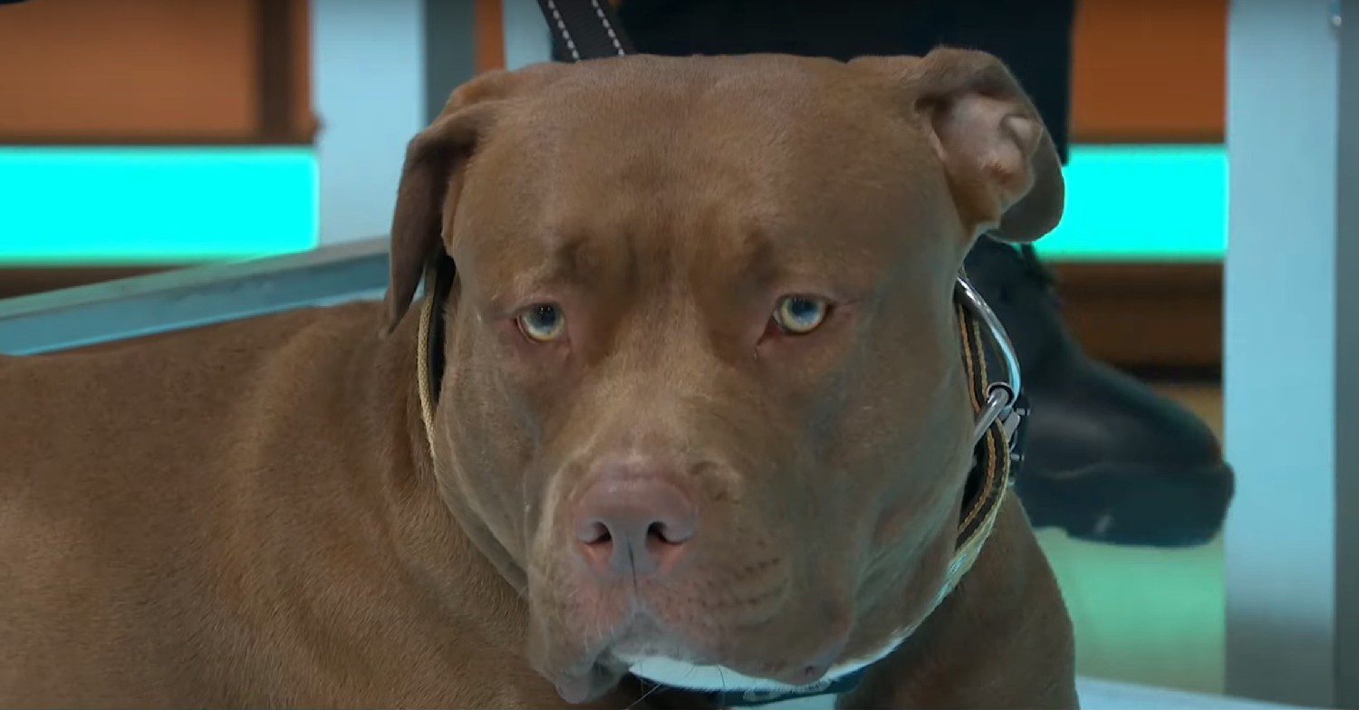 Brits call for ban on 'dangerous' American bully XL dogs