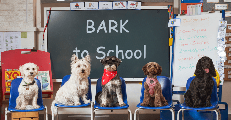 Bark to school lessons in playtime for dog owners