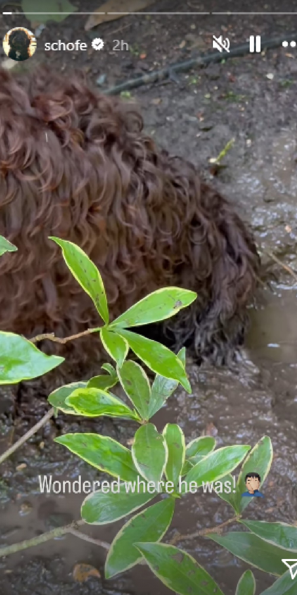Phillip Schofield latest: Star suffers mishap with his dog