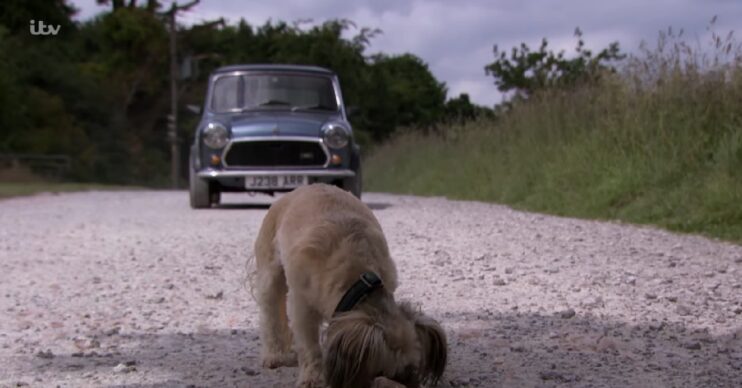 Emmerdale: Piper the Dog alive as soap airs huge death U-turn