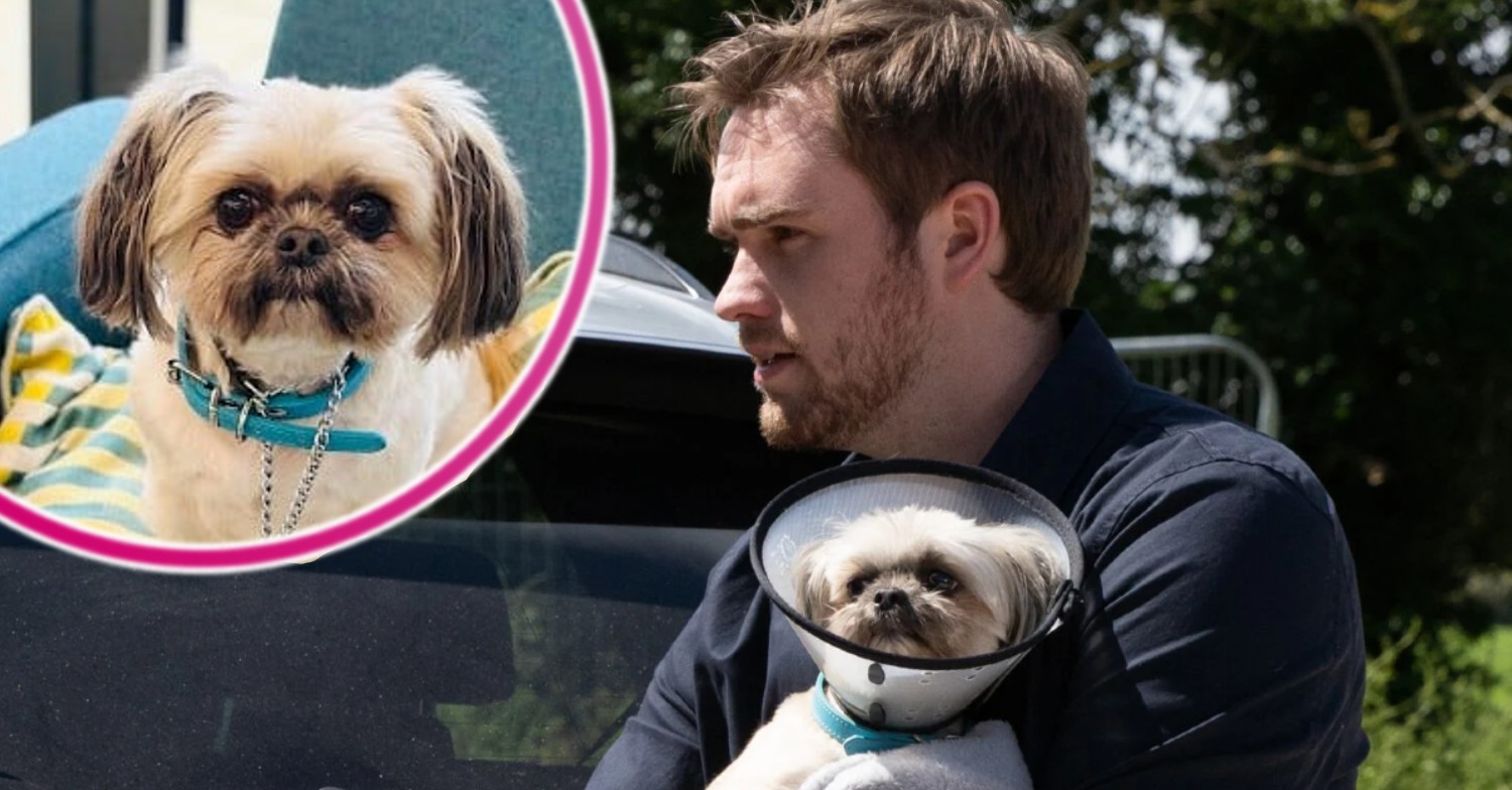 Emmerdale: Piper the Dog alive as soap airs huge death U-turn