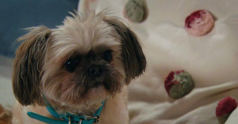 Emmerdale issues statement to fans that dog playing Piper is fine