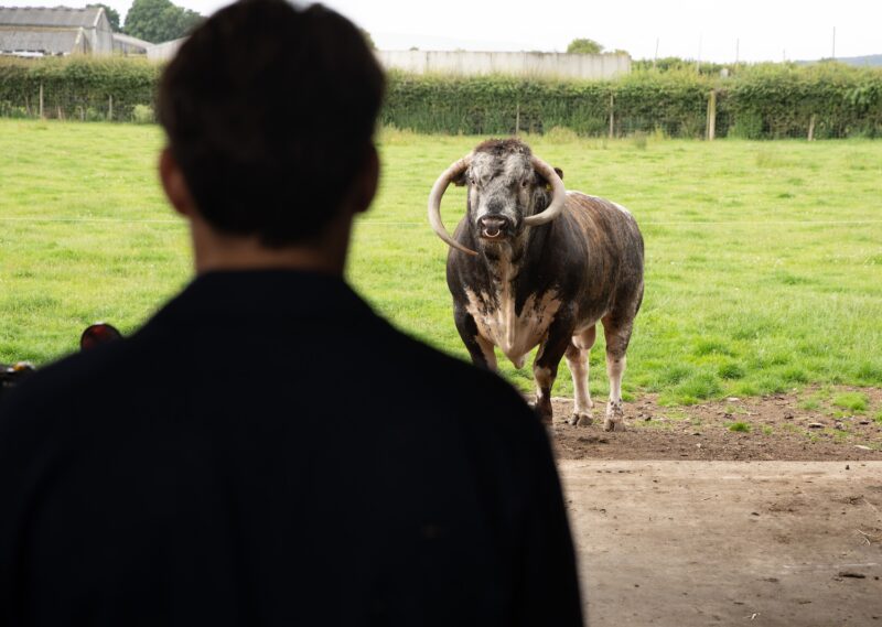 Emmerdale: Is Mack dead after bull chase incident?